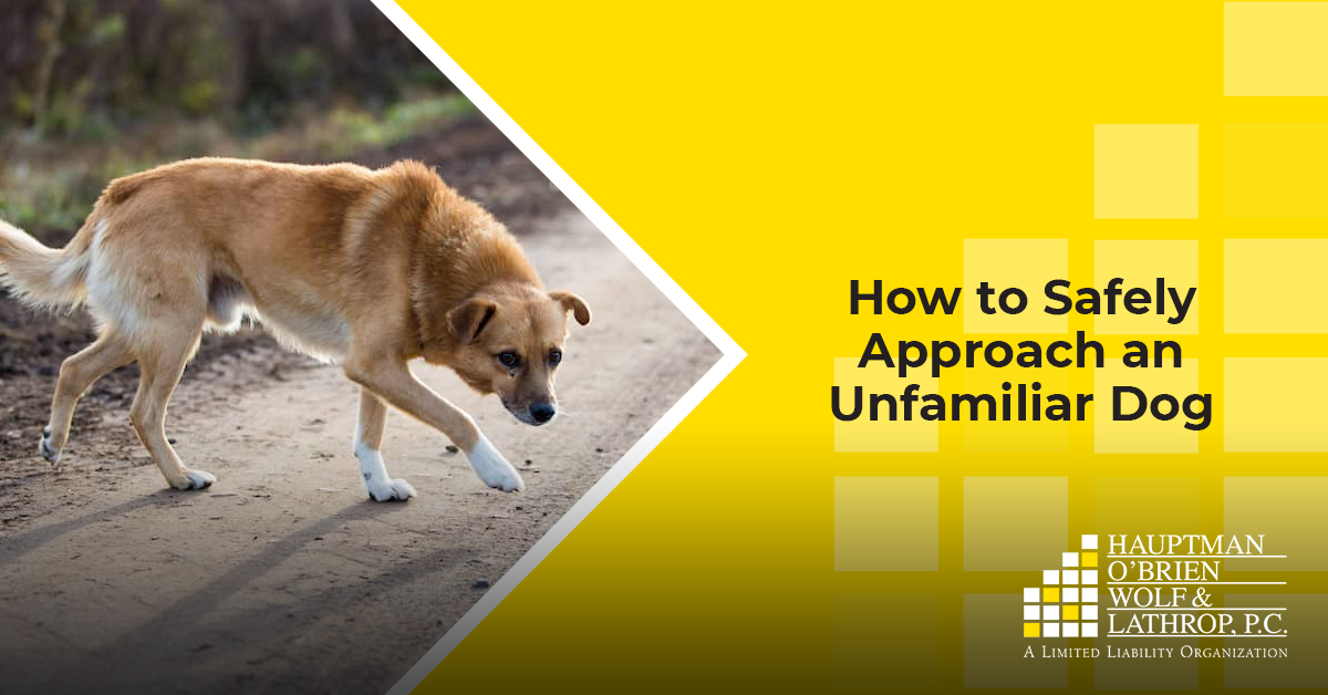 Tips to Safely Approaching an Unfamiliar Dog